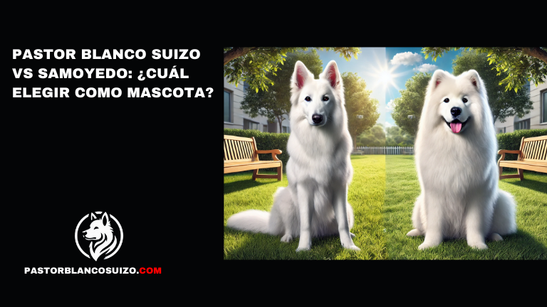 Pastor blanco suizo vs Samoyedo: ¿Cuál es mejor opción como mascota?